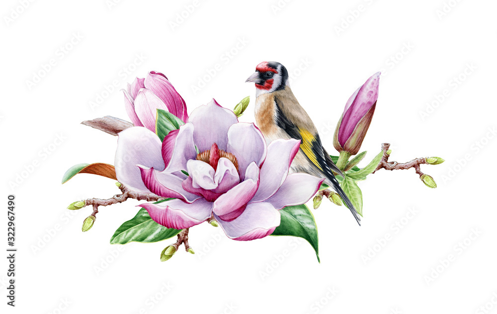 Beautiful magnolia flower with goldfinch bird on a tree branch ...