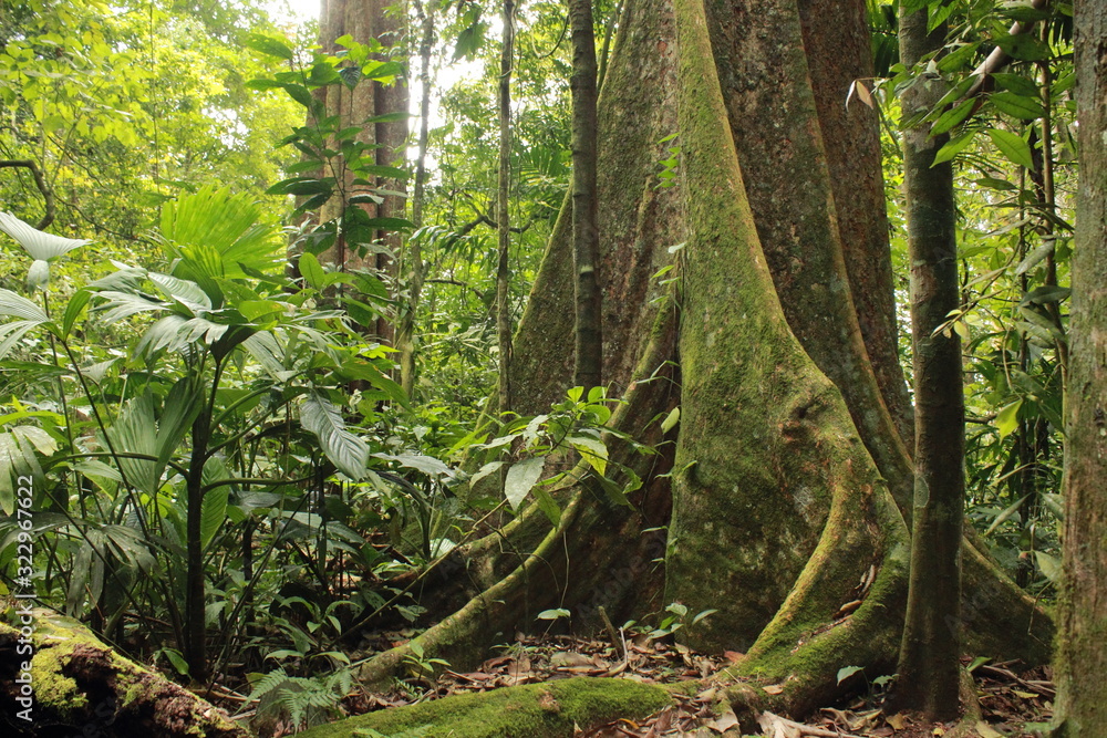 Forest interior, Venezuela. Tree trunks carry nutrients between the ...