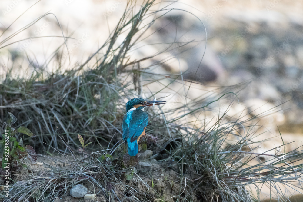 common kingfisher also known as the Eurasian kingfisher, and river ...