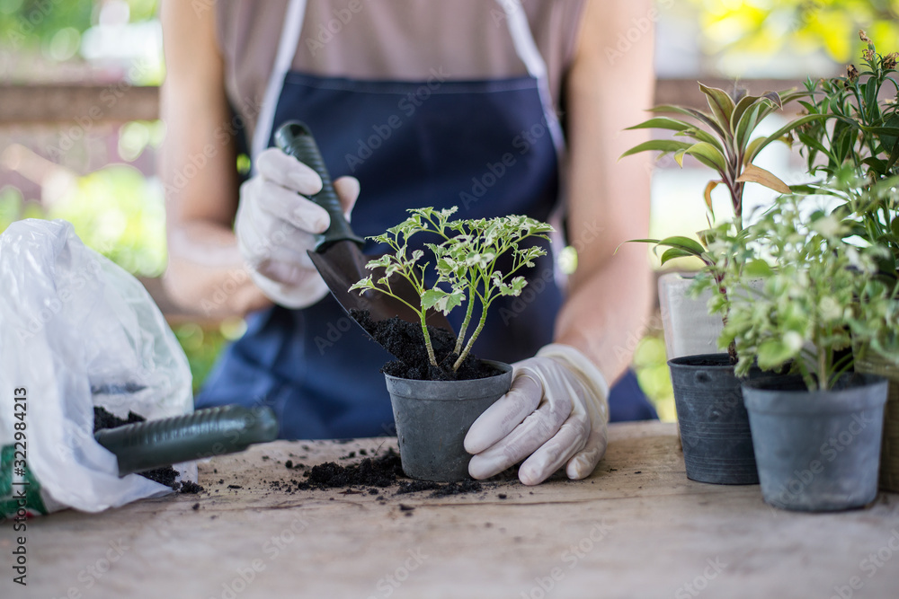 Make a small garden in house, People putting soil in pot, Close-up ...