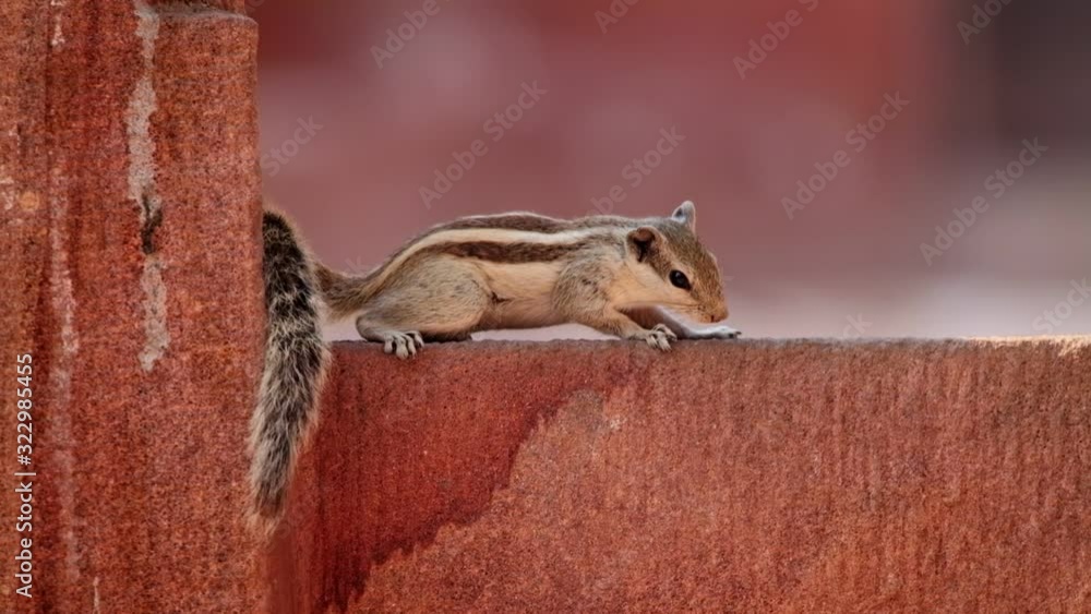 Indian palm squirrel (Funambulus palmarum) on a pink wall. Three ...