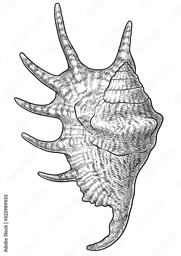 Spider conch illustration, drawing, engraving, ink, line art, vector ...