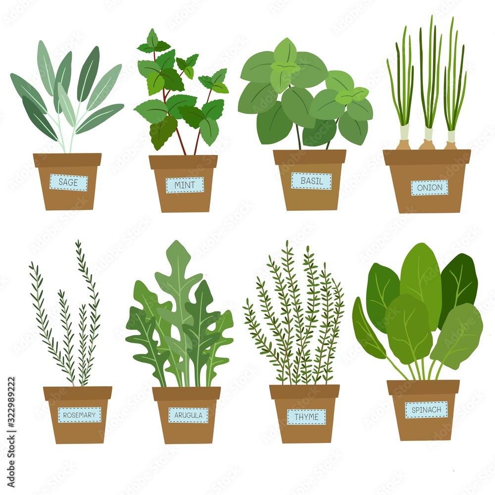 Set of potted herbs. Vector illustration. Stock Vector | Adobe Stock
