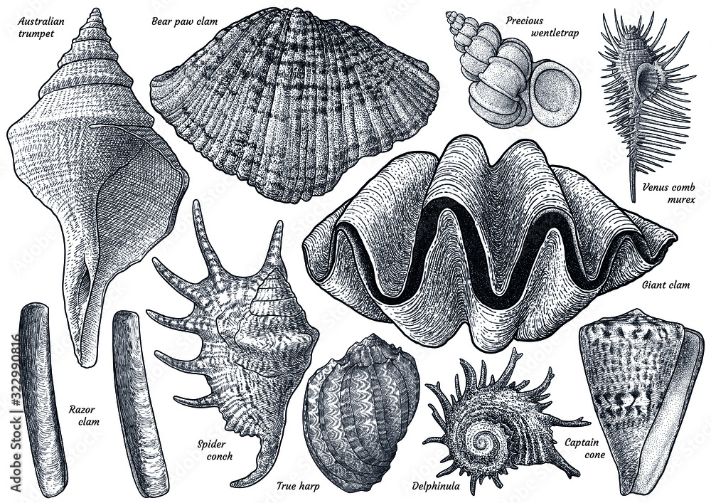 Shell collection, illustration, drawing, engraving, ink, line art ...