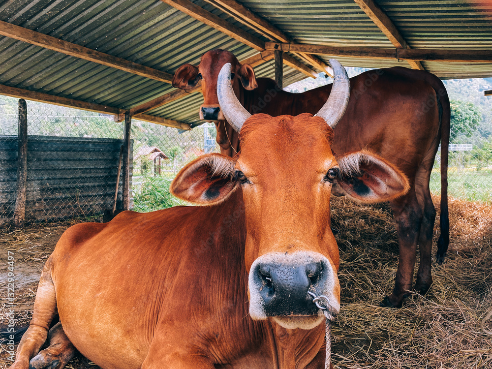 Cattle. Cow close-up, red-brown cow lies in the corral Stock Photo ...