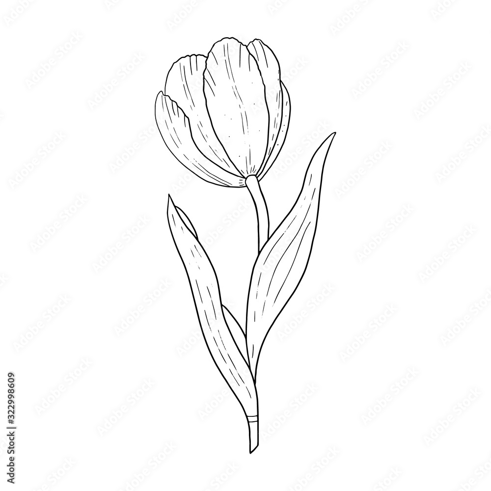 Single Tulip Drawings