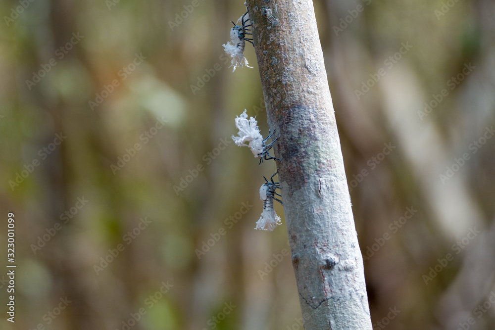Beautiful small white Flatid Planthopper Nymphs, Phromnia Rosea ...