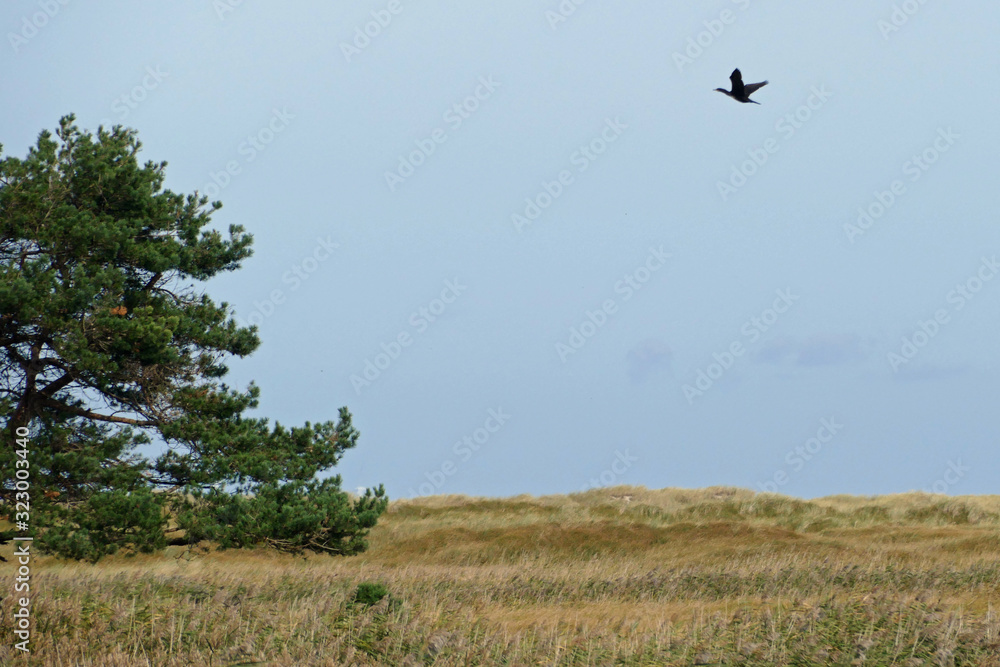 Black cormorant flying over the beautiful reed Bodden landscape with ...