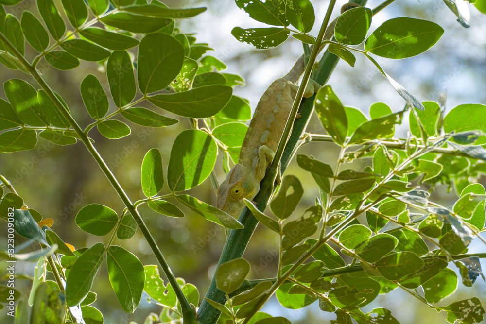 Chameleons or chamaeleons (family Chamaeleonidae on a tree close to ...