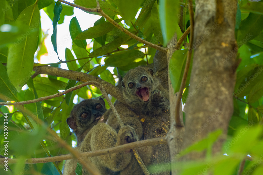 sportive lemurs (Lepilemur septentrionalis family Megaladapidae) in a ...