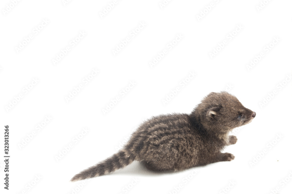 The baby small Indian civet (Viverricula indica) is a civet native to ...