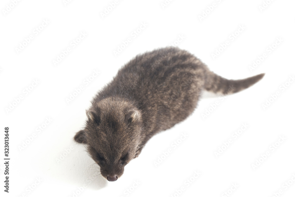 The baby small Indian civet (Viverricula indica) is a civet native to ...