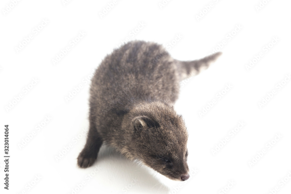 The baby small Indian civet (Viverricula indica) is a civet native to ...