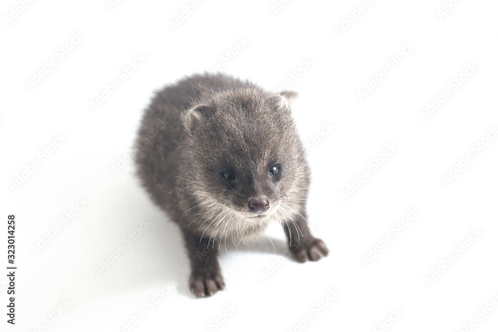 The baby small Indian civet (Viverricula indica) is a civet native to ...