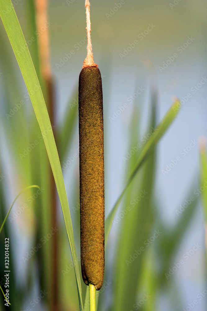 Flower of the Broadleaf cattail plant - latin Typha latifolia - known ...