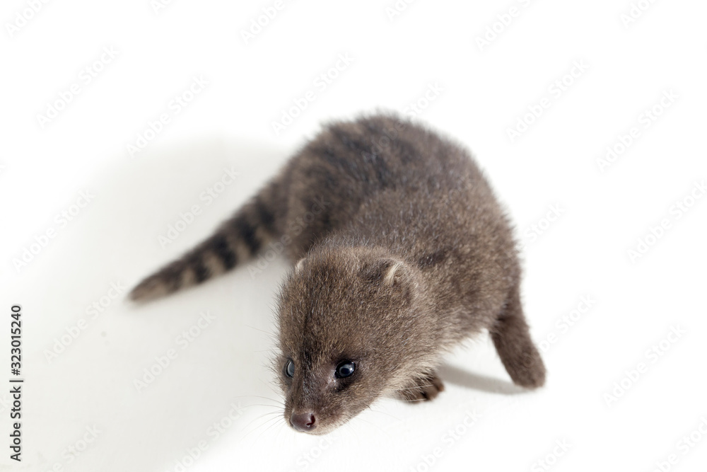 The baby small Indian civet (Viverricula indica) is a civet native to ...