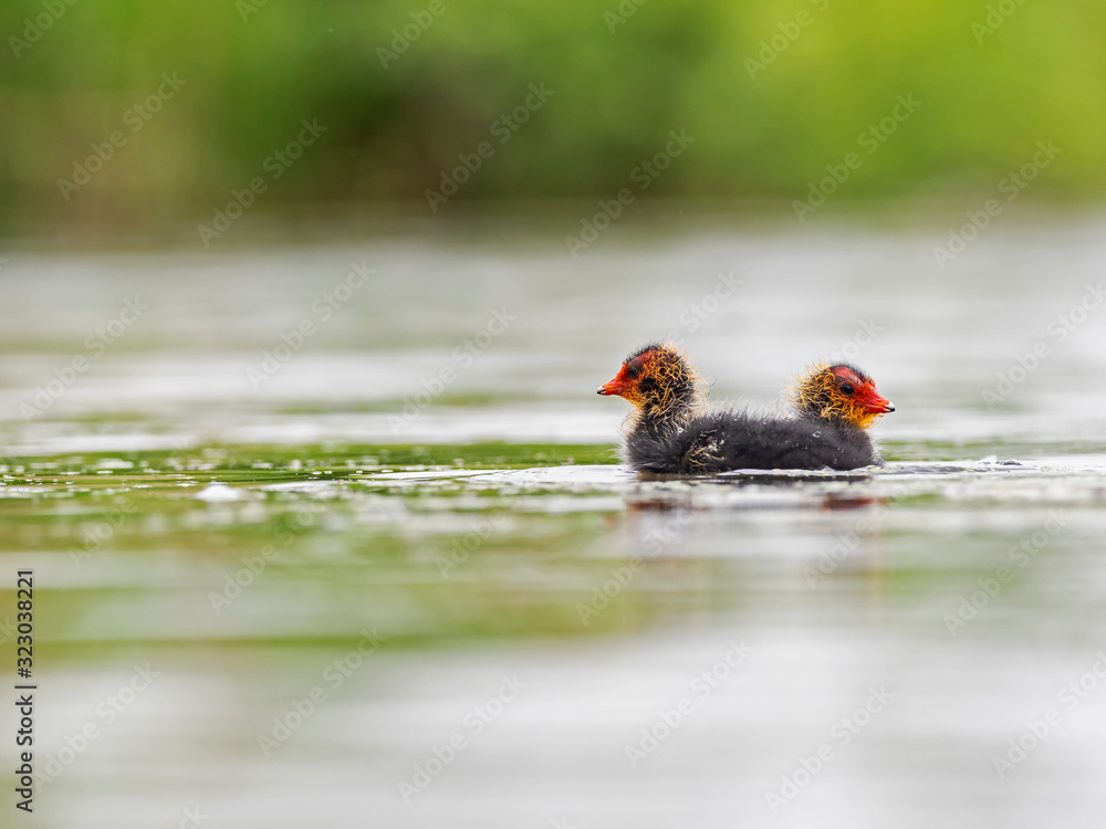 Eurasian coot chicks. The Eurasian coot (Fulica atra), also known as ...