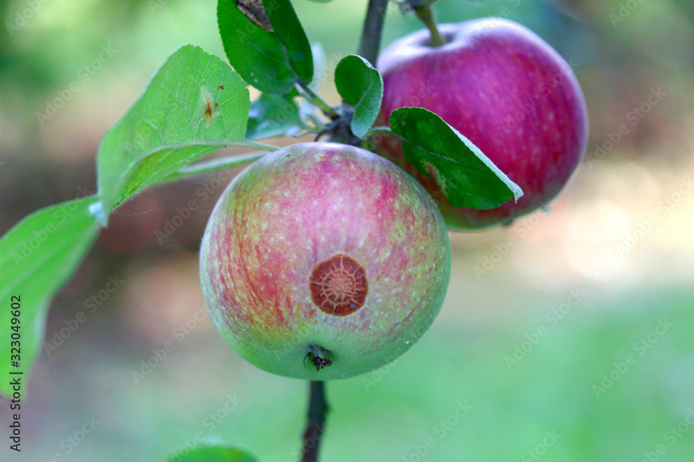 Apple scab , sooty blotch Venturia inaequalis . Apple diseases . Brown ...