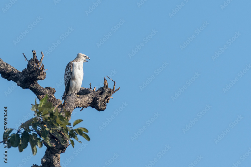 Changeable hawk-eagle or crested hawk-eagle is a large bird of prey ...