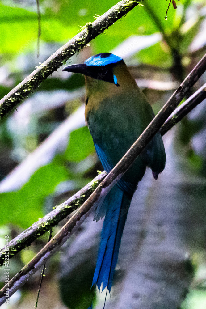 Highland Motmot, Momotus aequatorialis momota, largest motmot, bird ...
