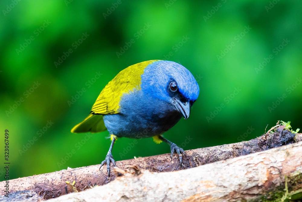 Fotka „Blue-capped Tanager, Thraupis cyanocephala, exotic bird sitting ...