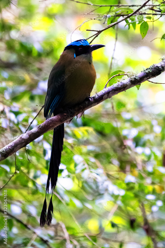 Highland Motmot, Momotus aequatorialis momota, largest motmot, bird ...