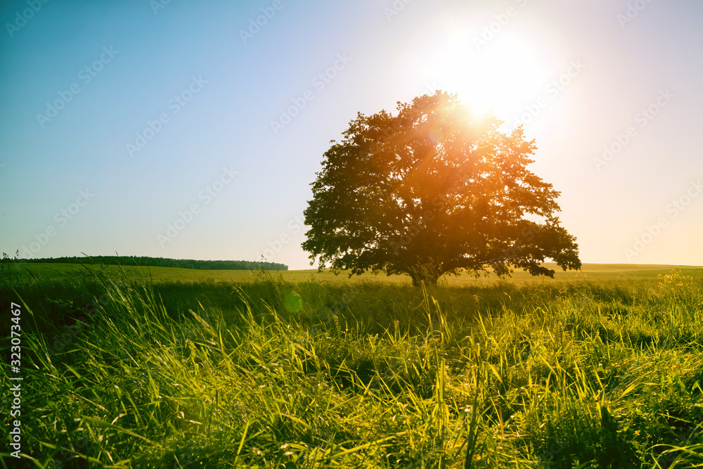 Sunrise Over Green Field