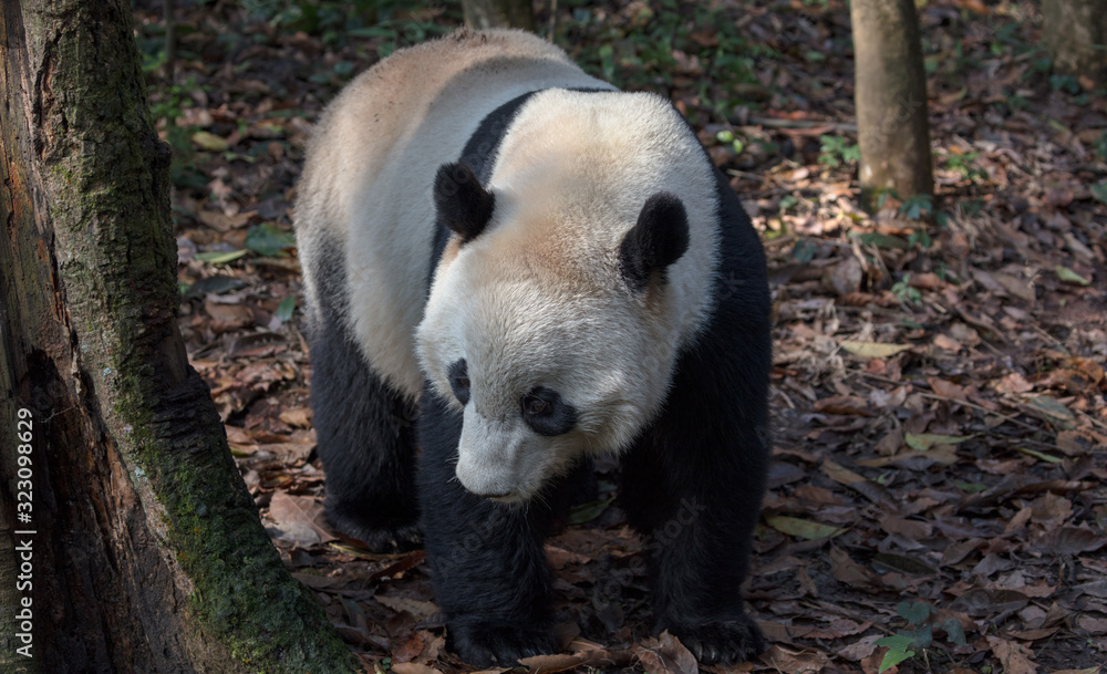 Front View of Panda Bear "Bei Bei" Taking a Walk in the forest of ...