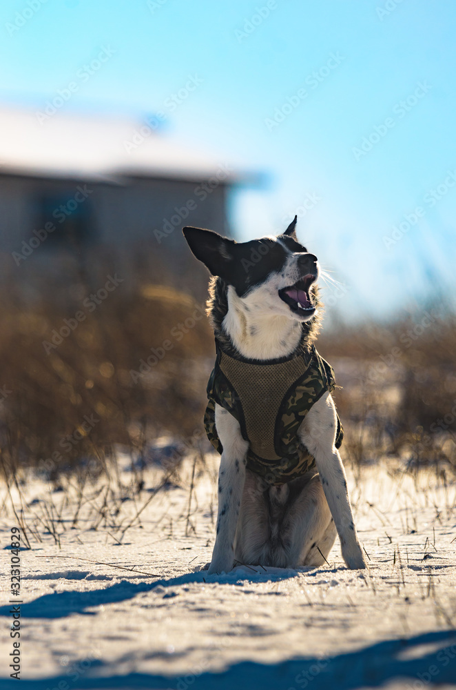 Basenji dog eats food and makes funny facial expressions, meme photo ...
