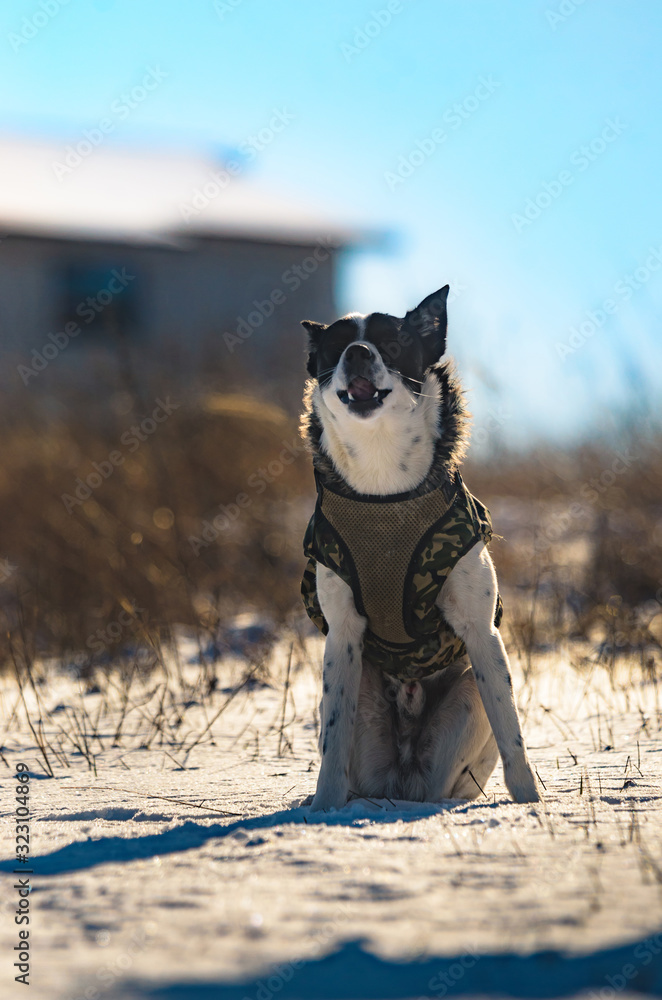 Basenji dog eats food and makes funny facial expressions, meme photo ...