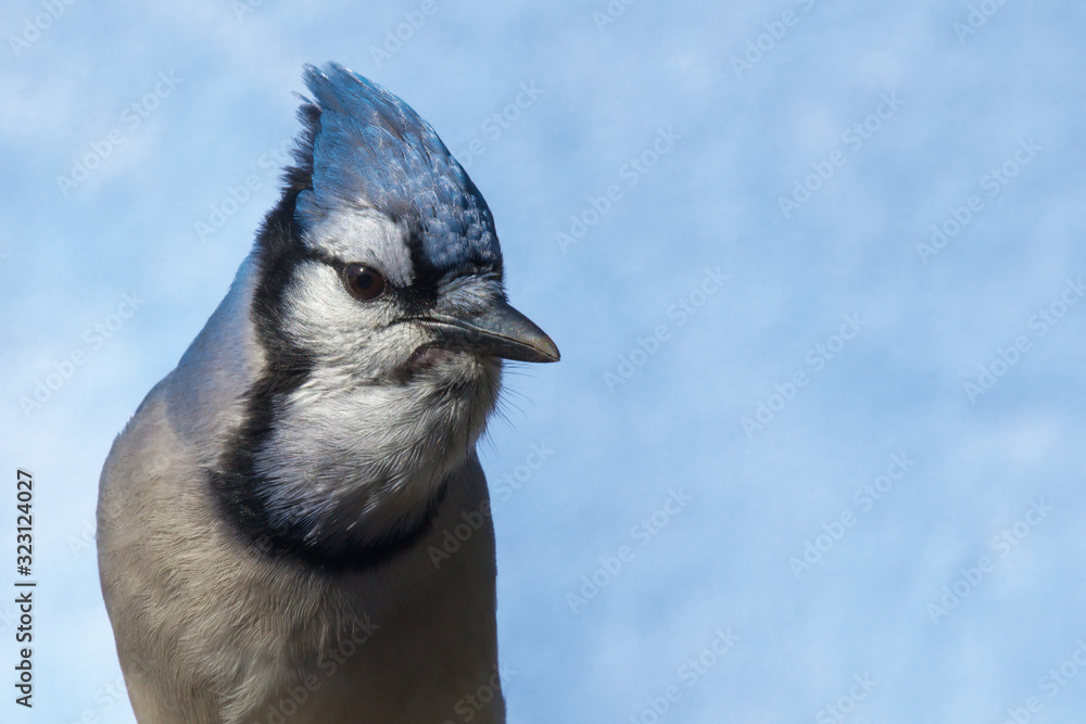 Blue Jay, Cyanocitta cristata, closeup portrait with a wispy clouds ...