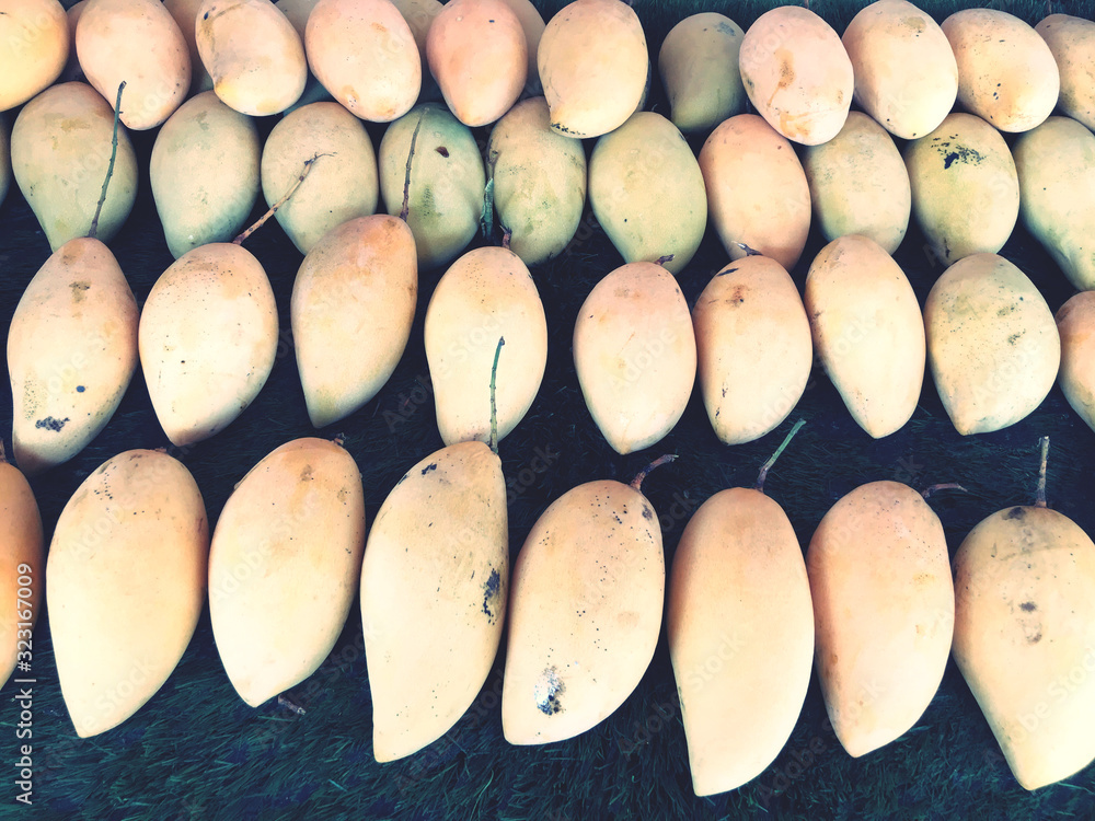 Su Kwang mango is sold for eating or making mango with sticky rice ...