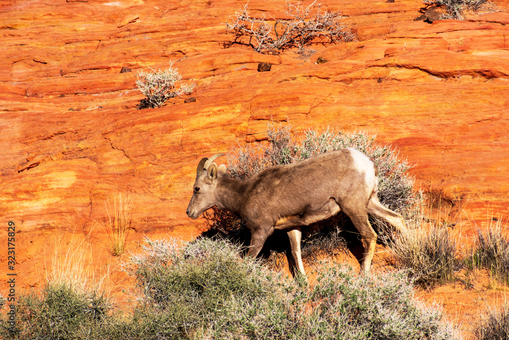 Desert bighorn sheep, ovis canadensis nelsoni, walks through desert ...