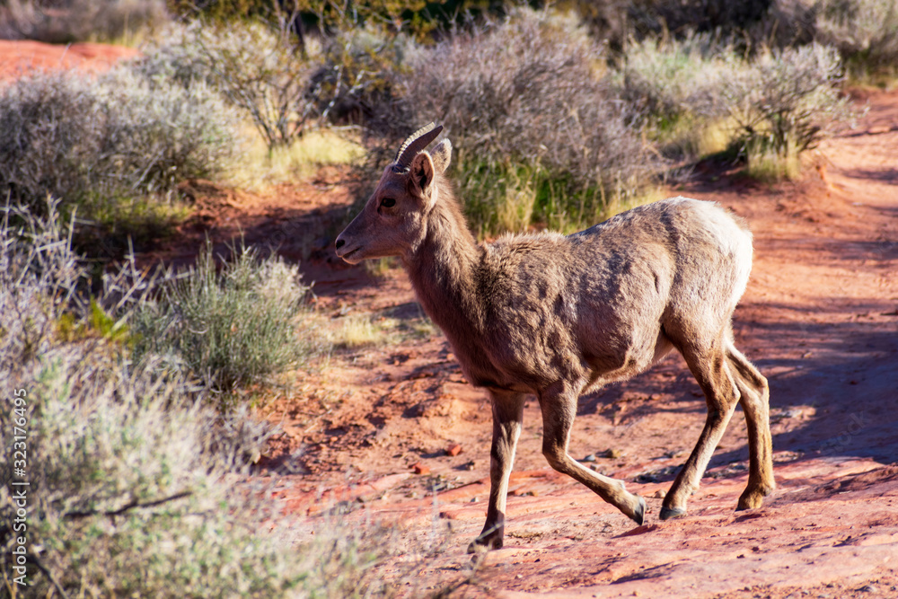 Desert bighorn sheep, ovis canadensis nelsoni, walks through rocky and ...