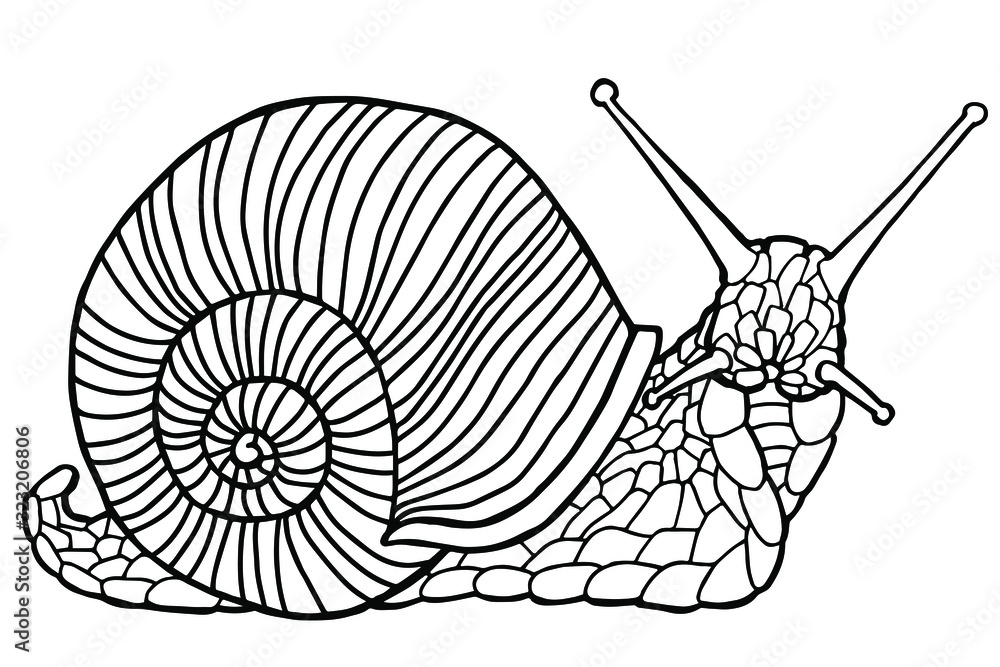 Vector illustration. Hand drawing snail. Coloring page. The original ...