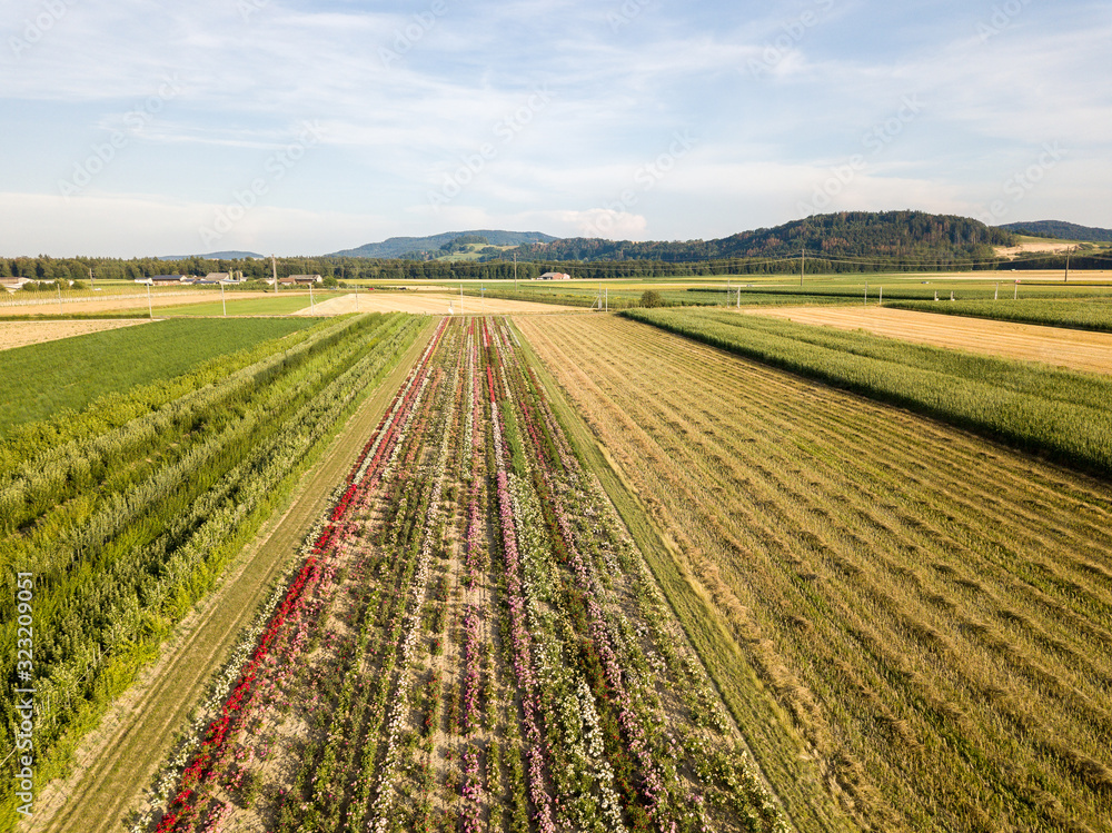 Aerial drone image of fields with diverse crop growth based on ...