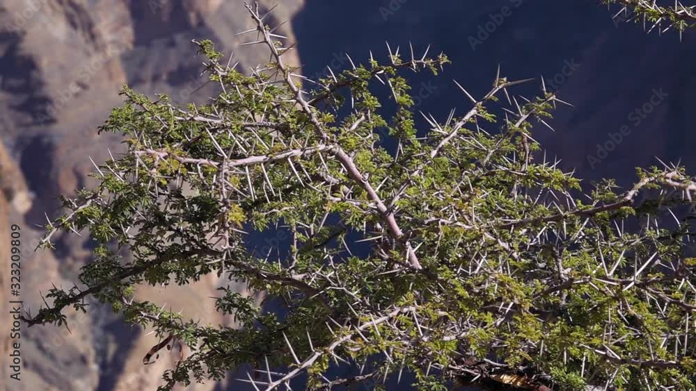 Salam Tree (Acacia ehrenbergiana) Growing at Rocky Arid Area of Wadi ...