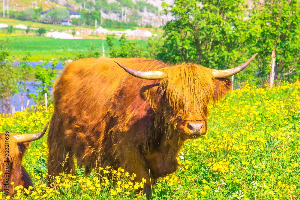 Closeup of adult specimen of a Highland Red Cow originally from ...