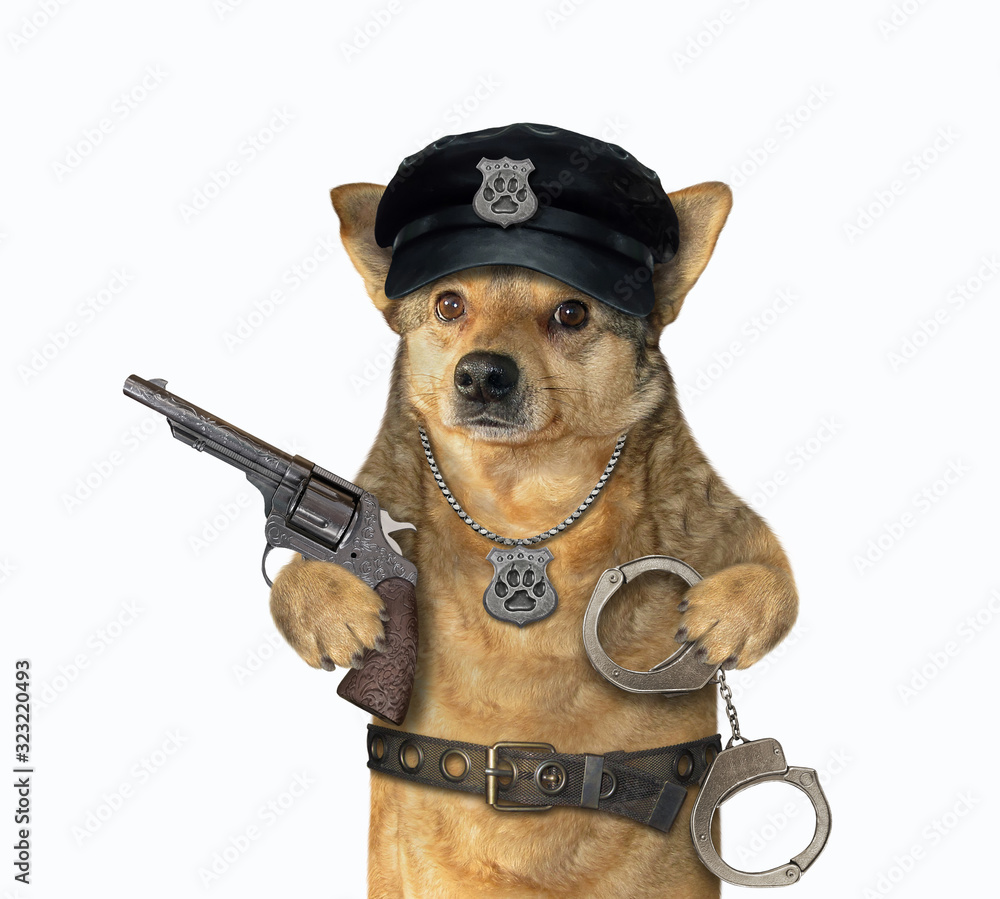 The beige dog policeman is wearing in a black hat, a police badge ...