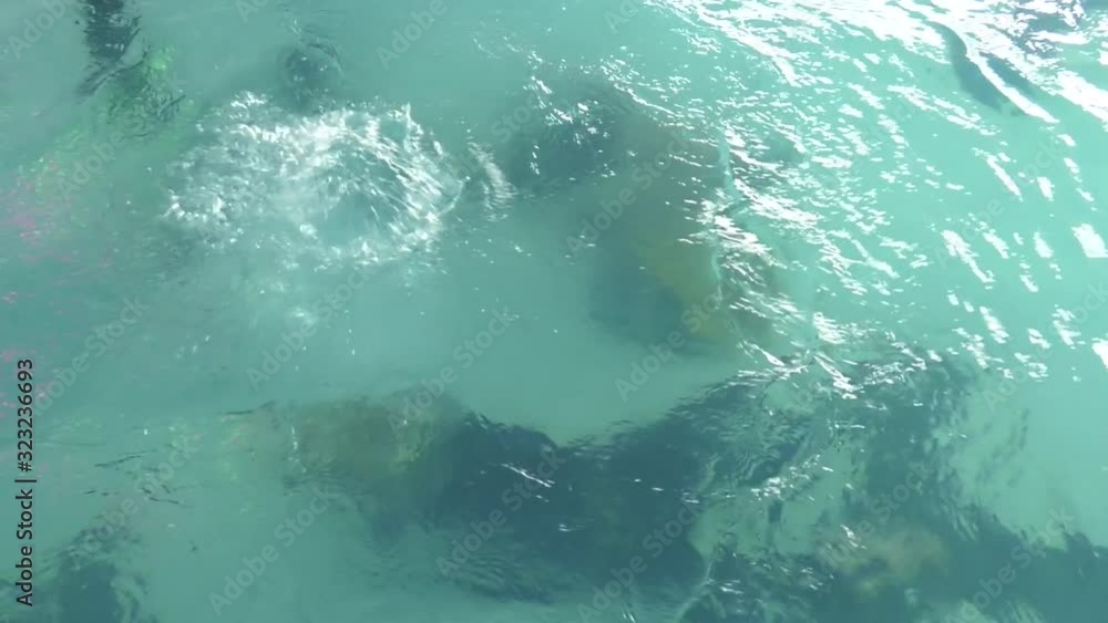 Two divers are trained in the pool. Learning to Scuba Dive in a ...