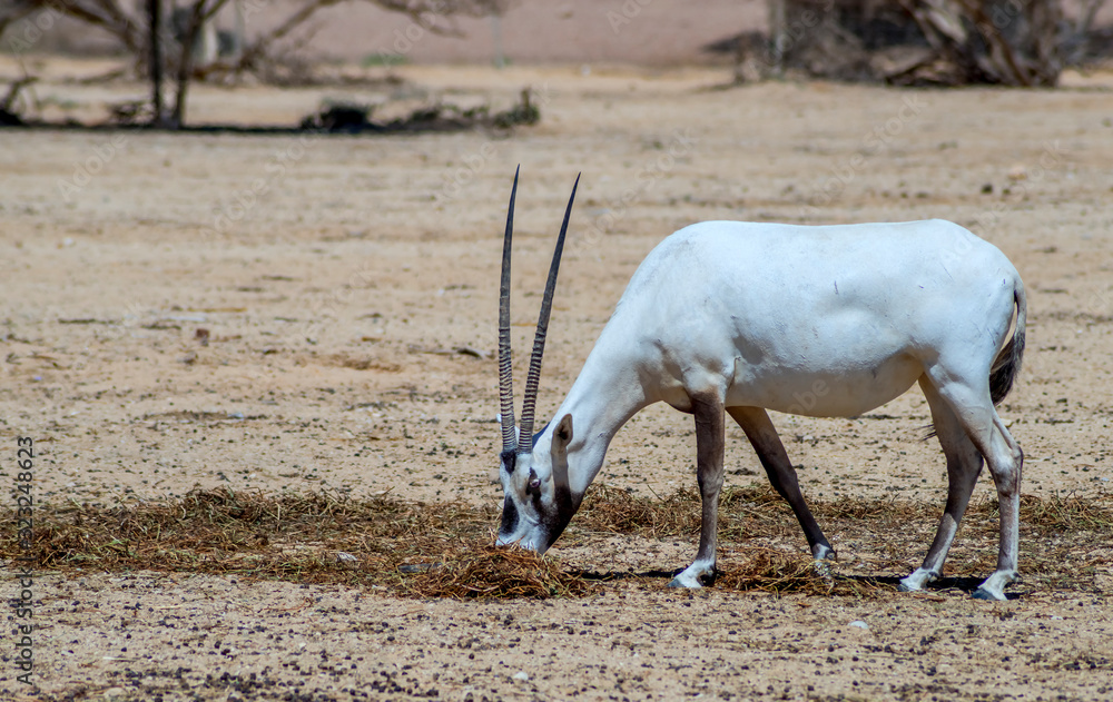 Antelope Arabian white oryx (Oryx dammah) inhabits native environments ...