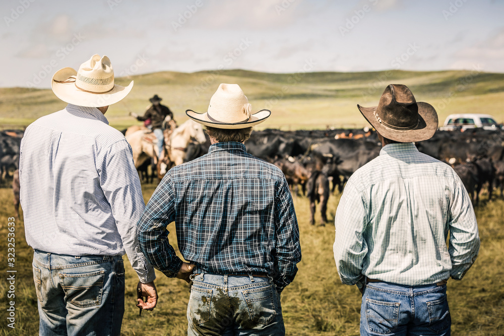 Cowboys look out towards cattle in a pen during a branding. Cody ...