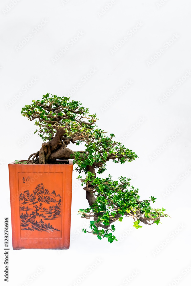 The Bonsai tree with overhanging shape isolated on white background ...