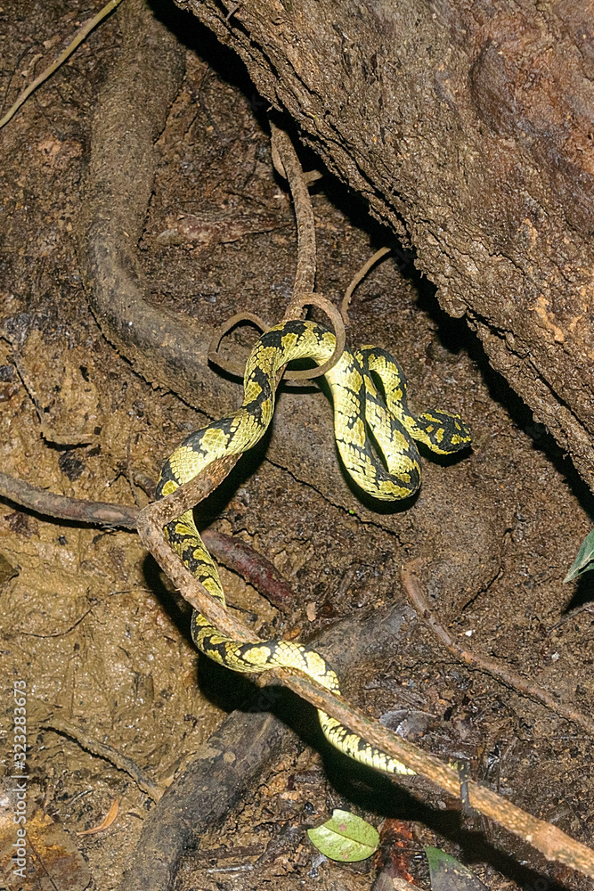 Pit Viper Strike