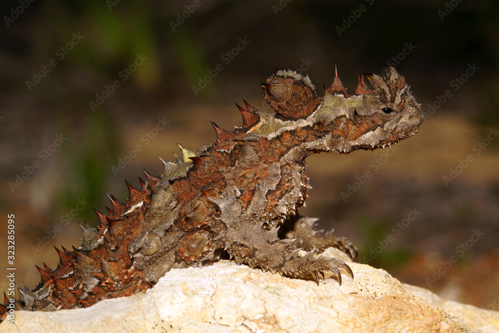 Thorny Devil, Moloch horridus, Western Australia, lizard endemic to ...