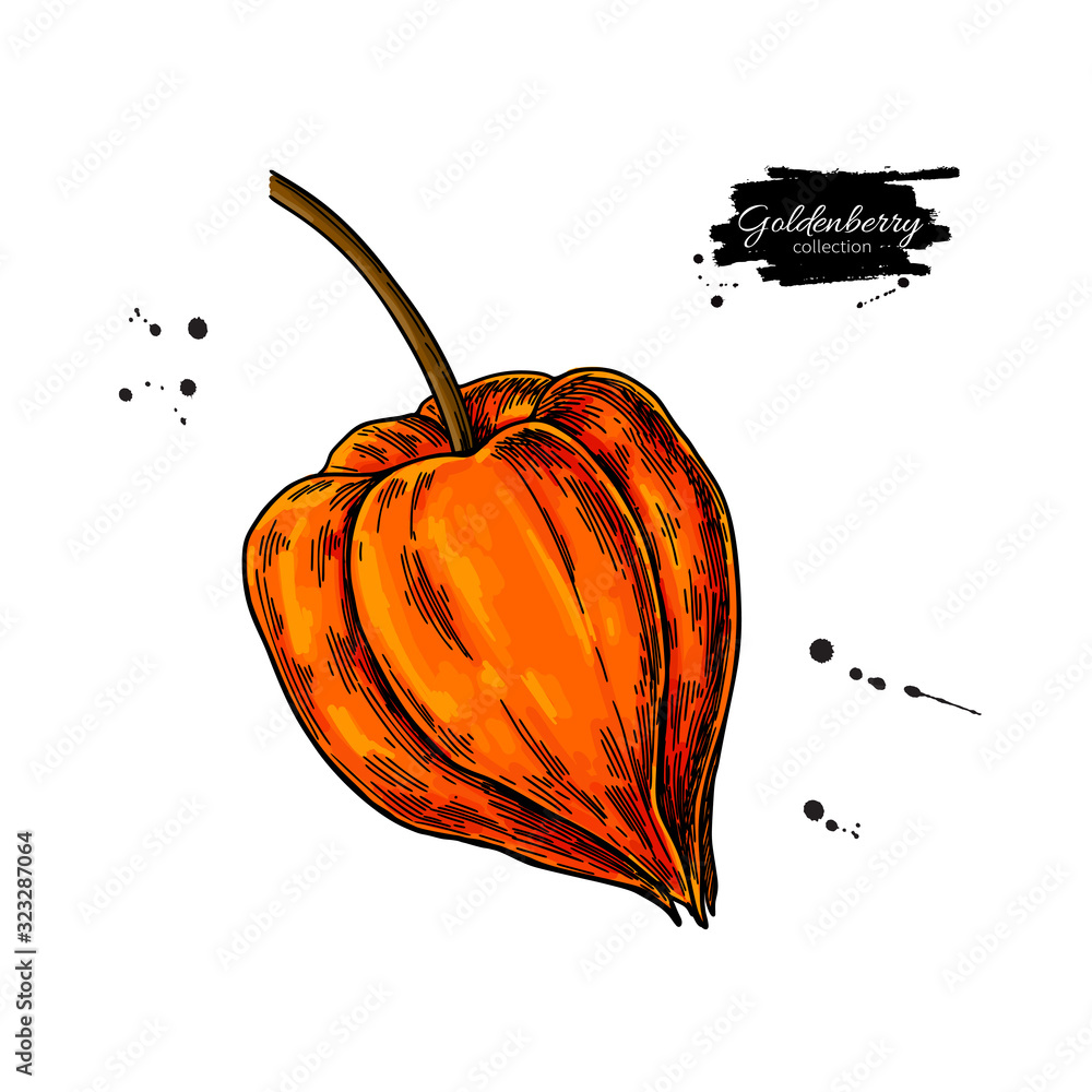 Physalis fruit vector drawing. Golden berry sketch. Botanical ...