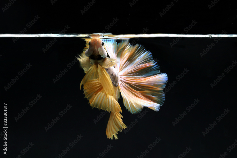 Thai fighting fish eating food on the water surface Stock Photo | Adobe ...