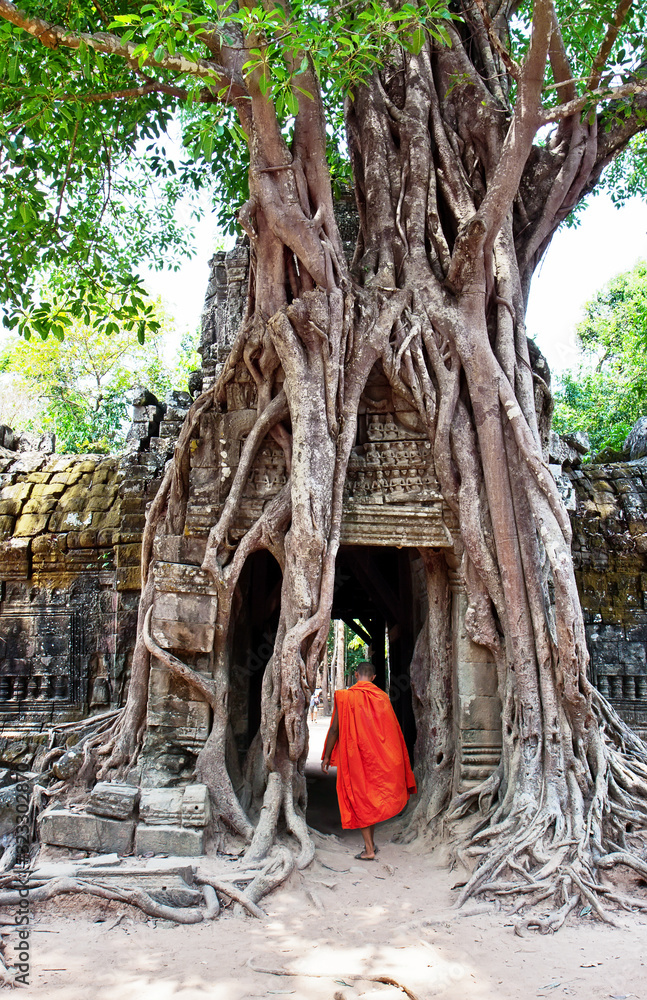 Giant tree growing over the ancient ruins. Stock Photo | Adobe Stock