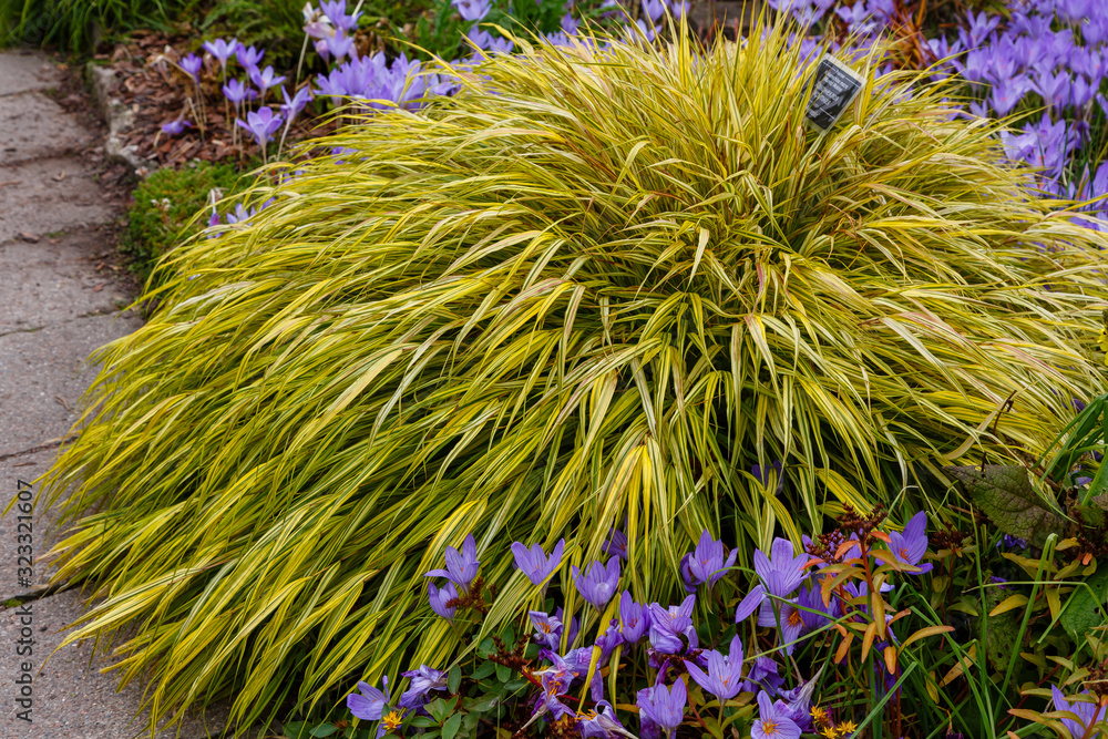 Yellow tuft of Japanese forest grass, Hakonechloa macra aureola ...