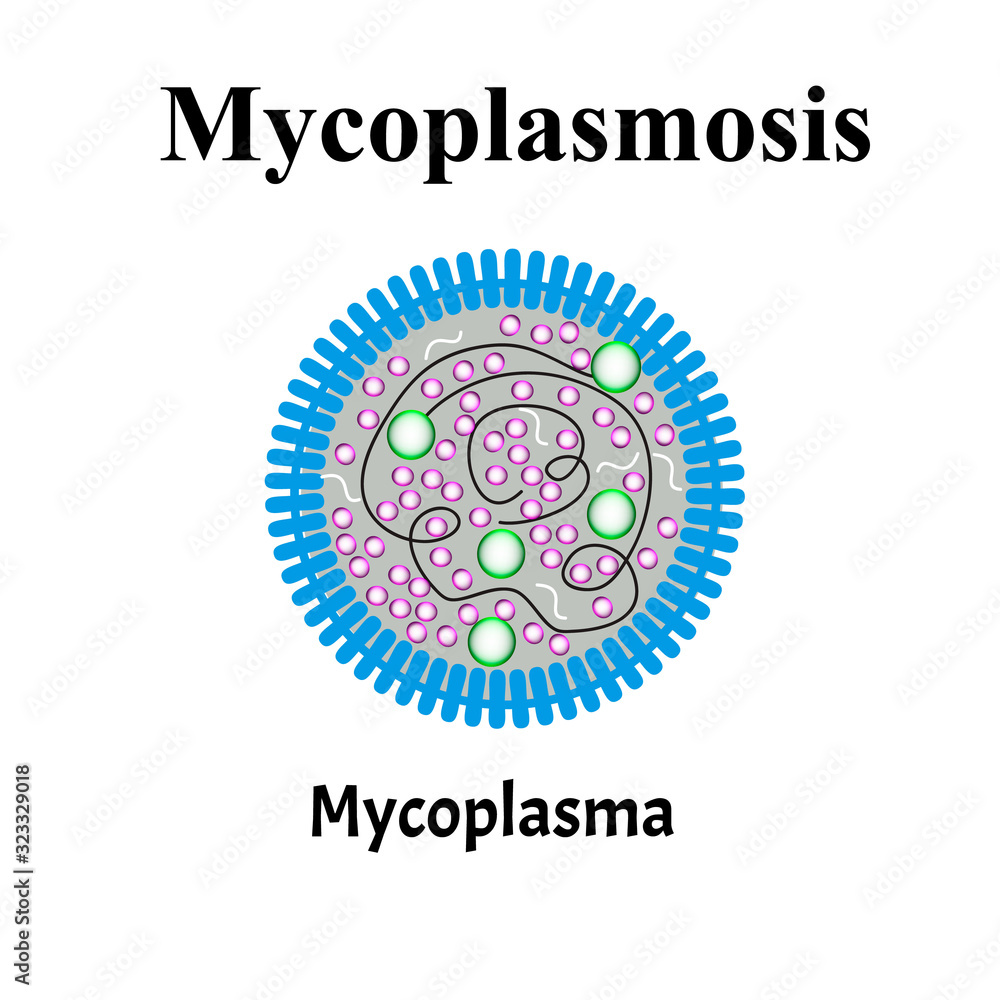Mycoplasma. Bacterial infections Mycoplasma. Sexually transmitted ...